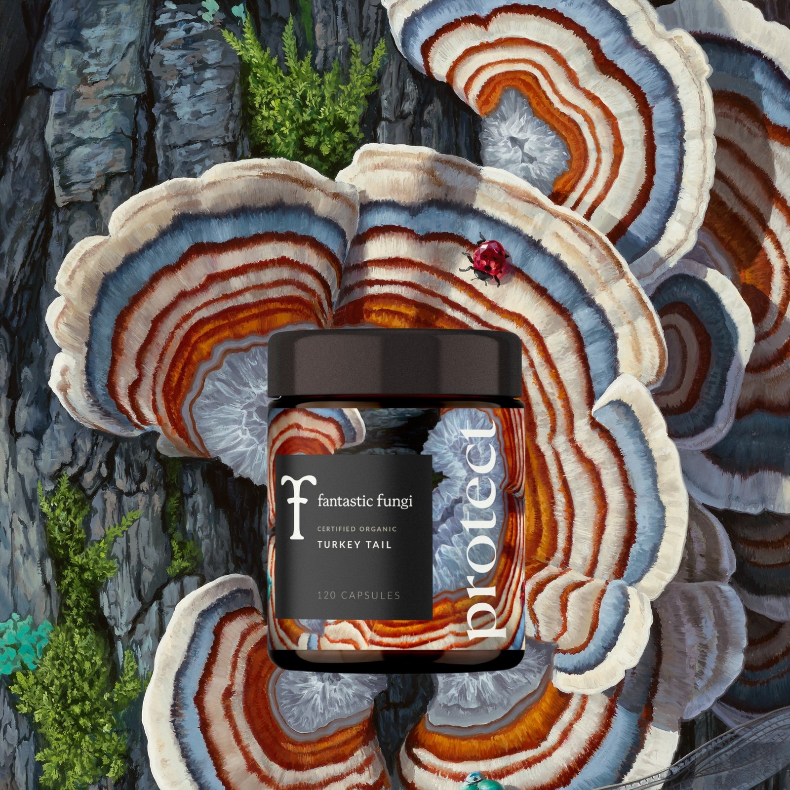 Fantastic Fungi Protect Capsules