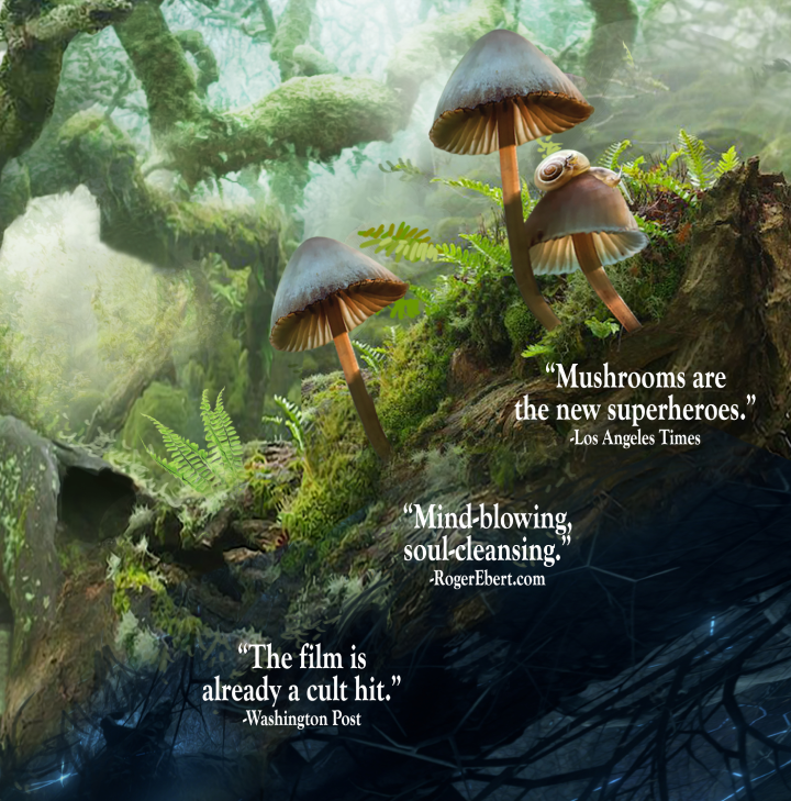 Fantastic Fungi: Discover our Range of Real Mushroom Products