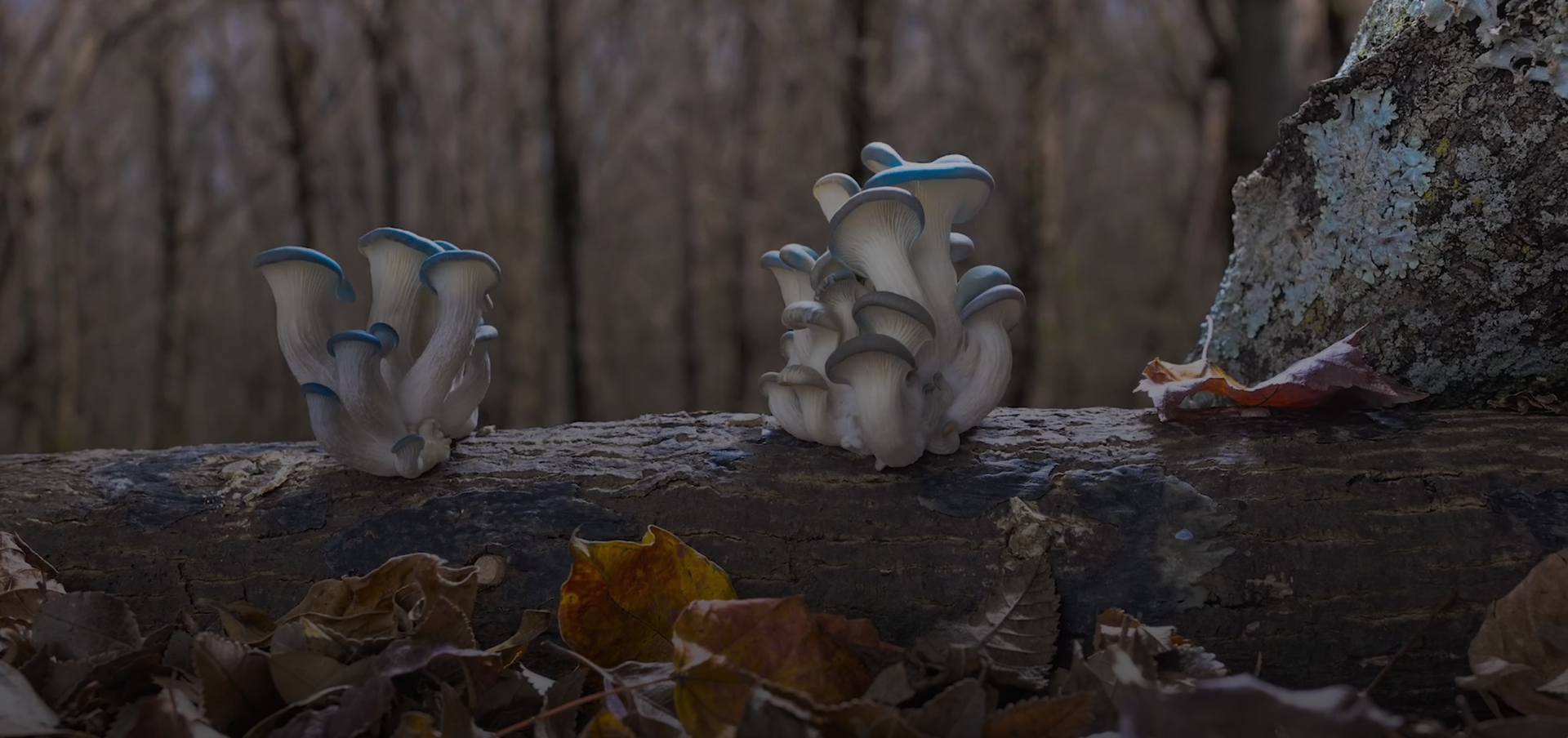 Fantastic Fungi Film